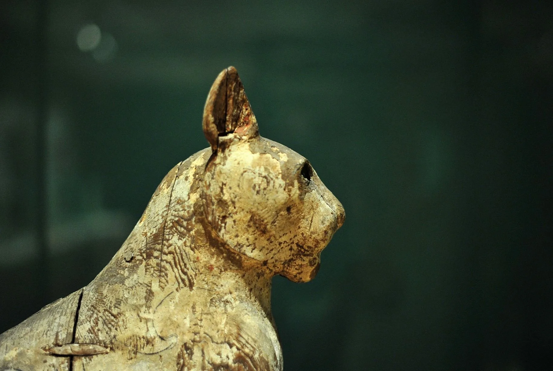 Egyptian cat story | Manchester Museum Magazine — Manchester Museum