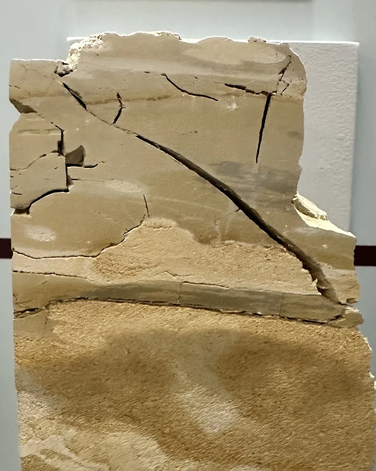 Fossils & Dinosaur Gallery | Manchester Museum — Manchester Museum