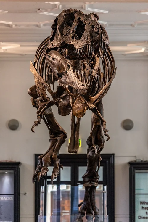 Fossils & Dinosaur Gallery | Manchester Museum — Manchester Museum