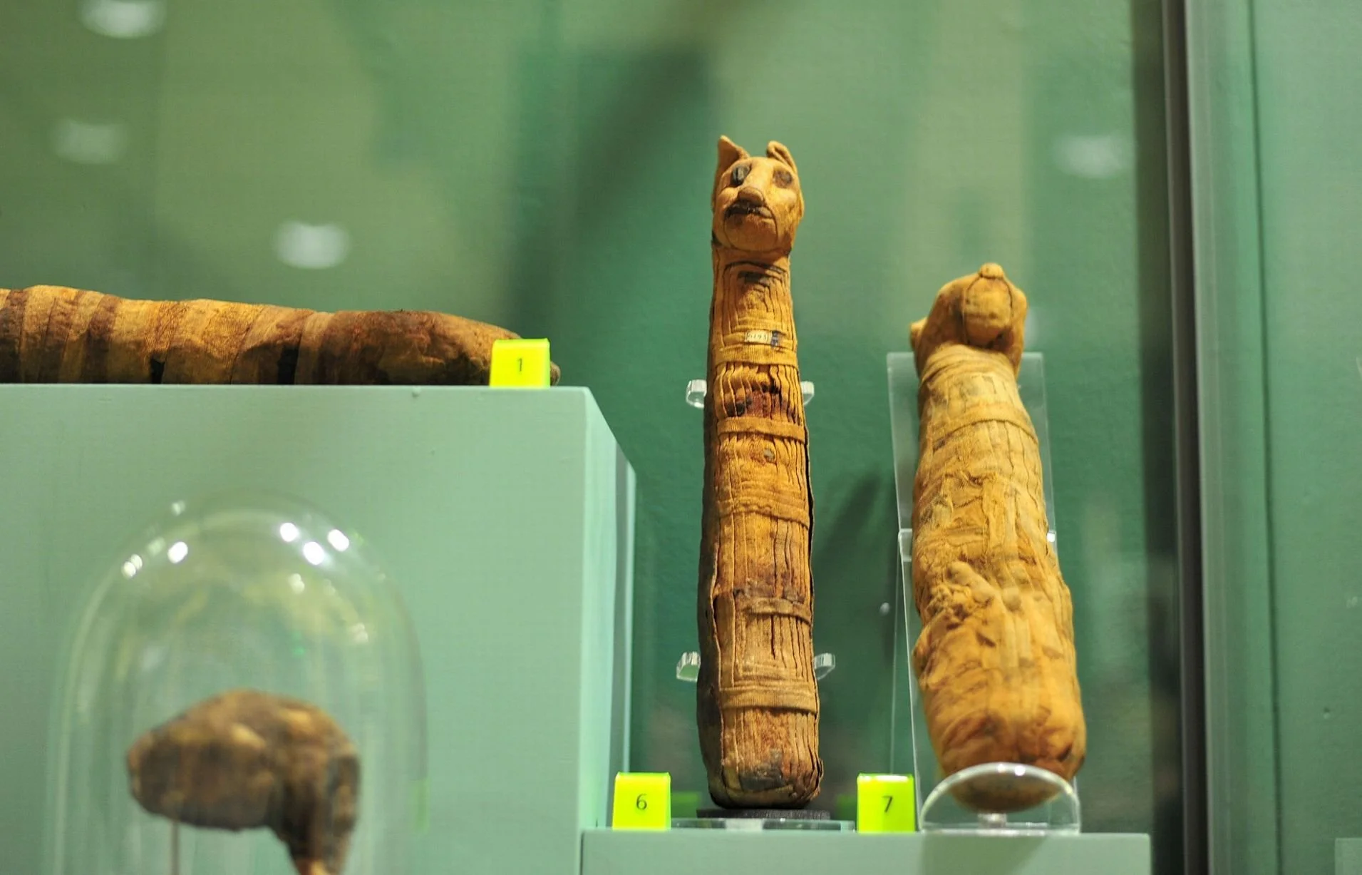 Egyptian cat story | Manchester Museum Magazine — Manchester Museum