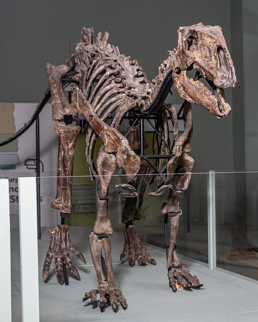 Fossils & Dinosaur Gallery | Manchester Museum — Manchester Museum