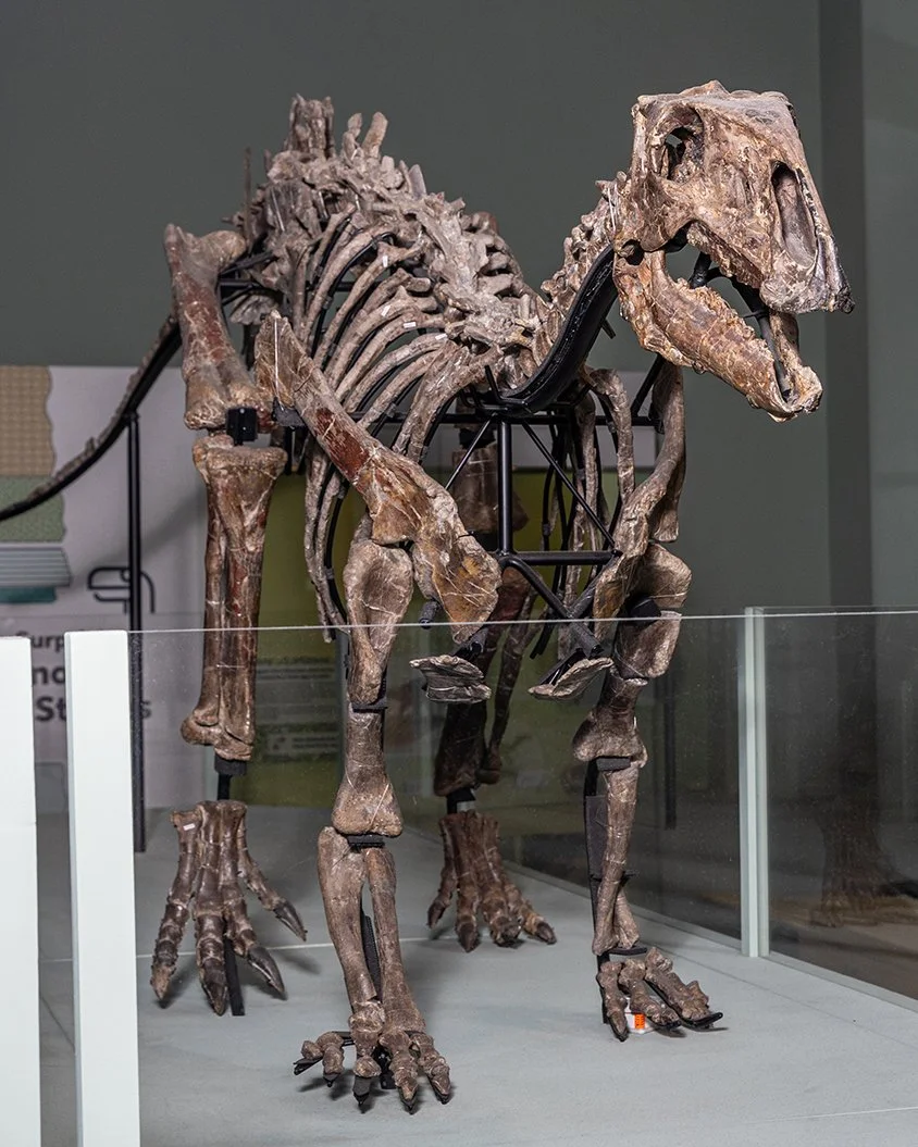 Fossils & Dinosaur Gallery | Manchester Museum — Manchester Museum