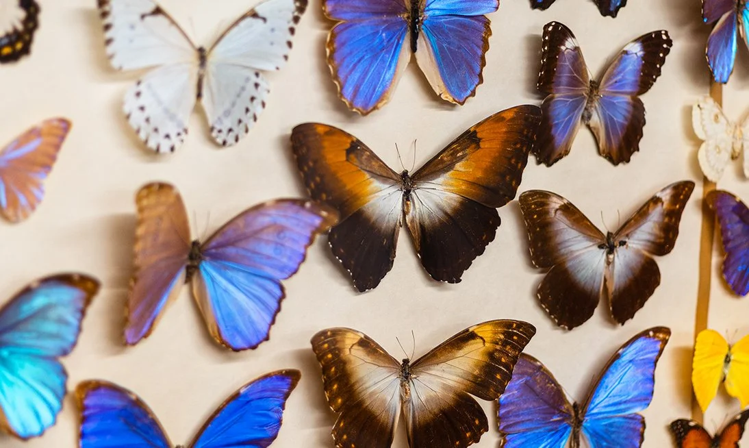 Entomology Collection | Discover Insect Diversity—Visit Today ...