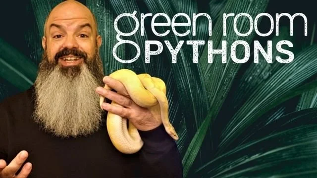 Slither & Sip: The Wild World of Green Room Pythons — Kiley's Kritters