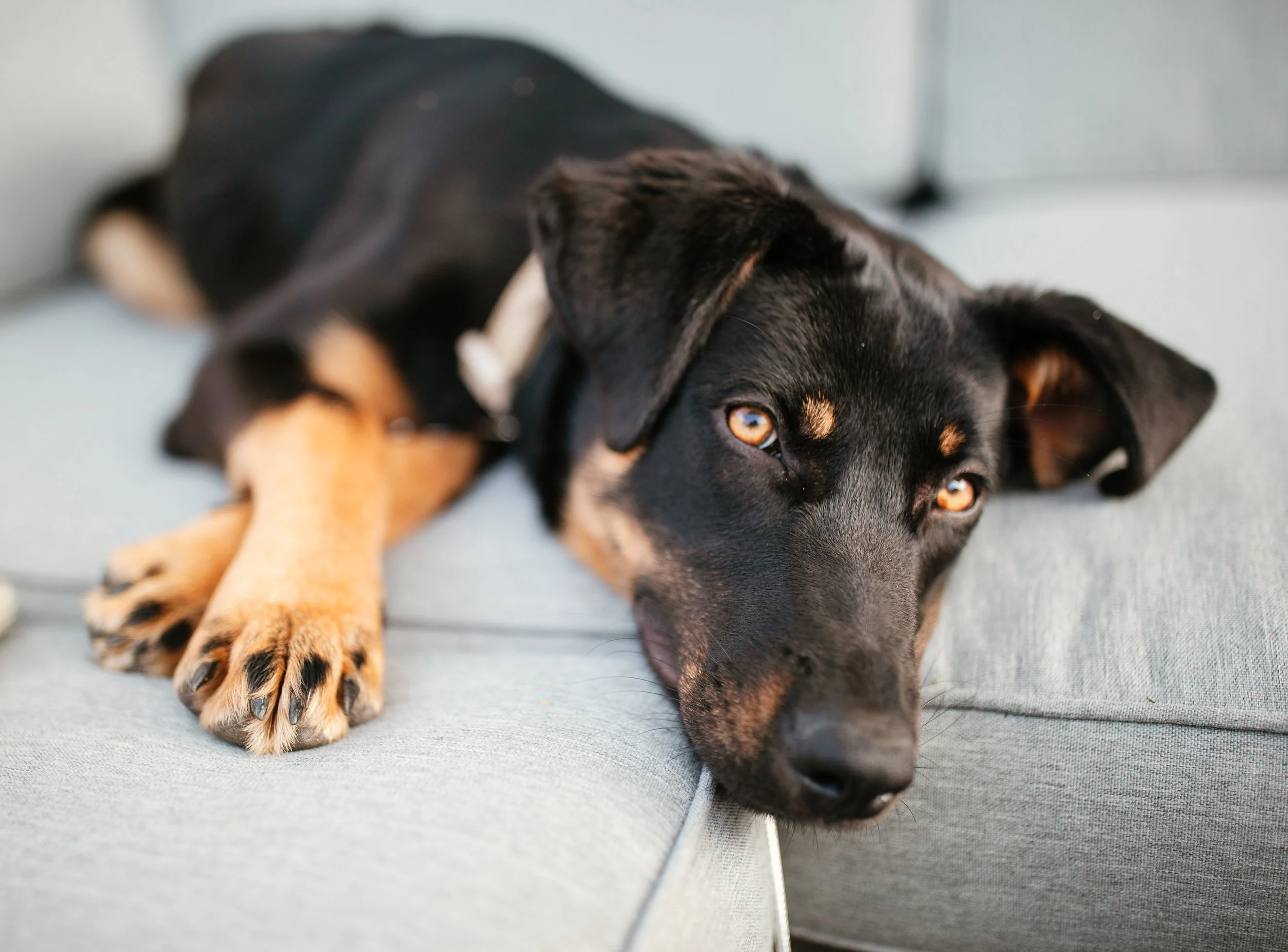 About — Nickens Family Rescue & Sanctuary