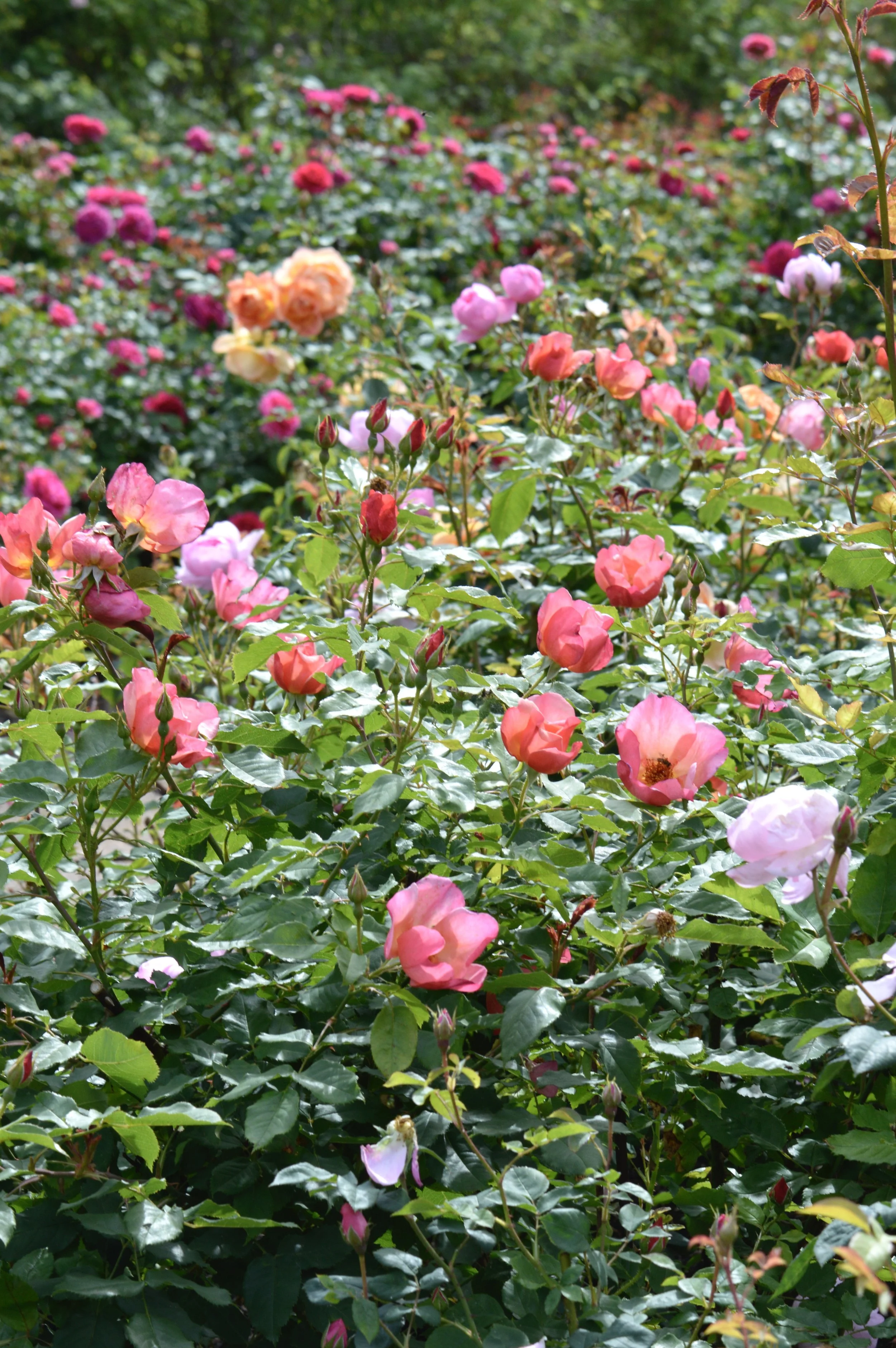 Coming up roses — The Northumbrian magazine