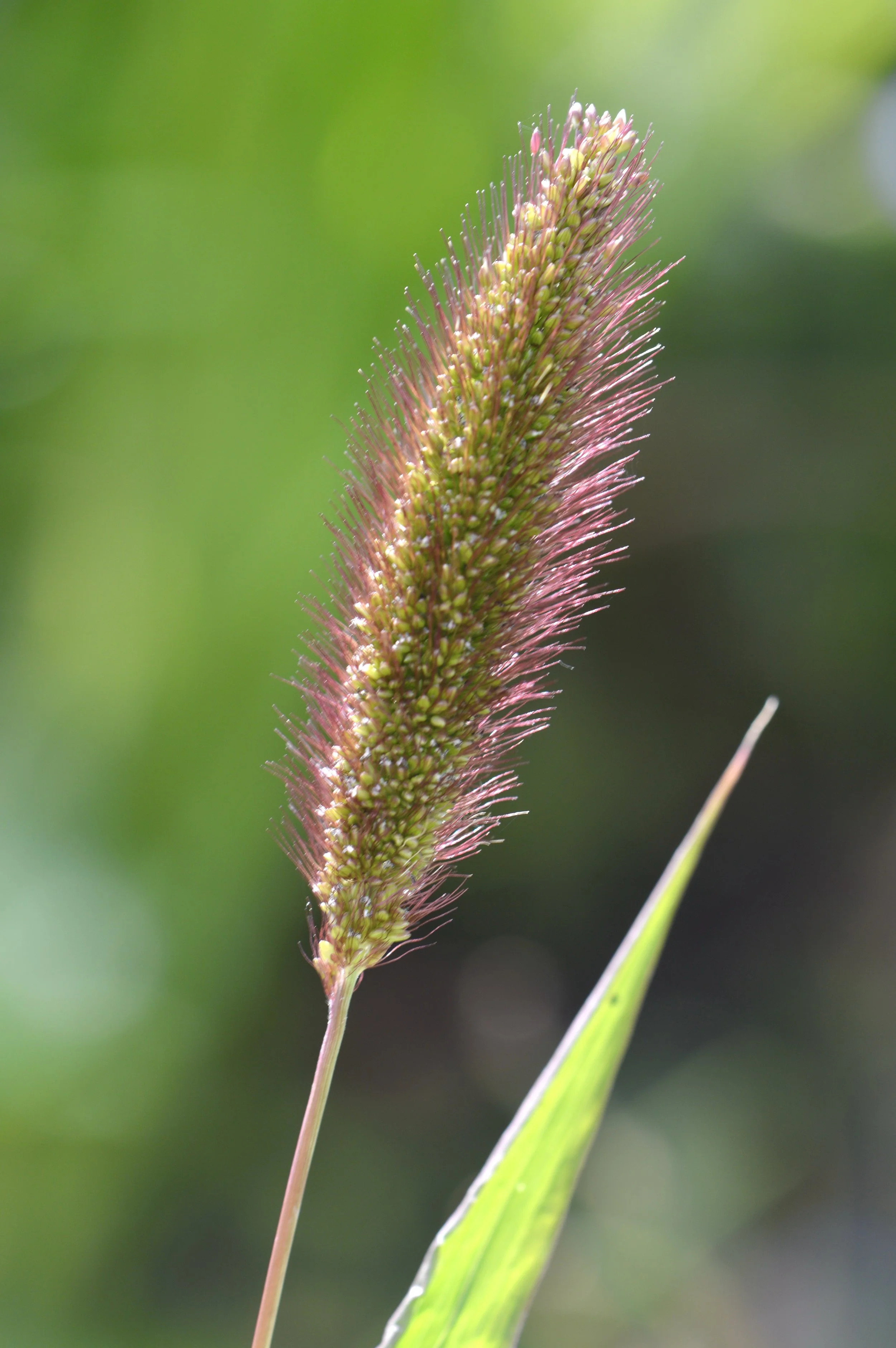 Let the grass grow — The Northumbrian magazine