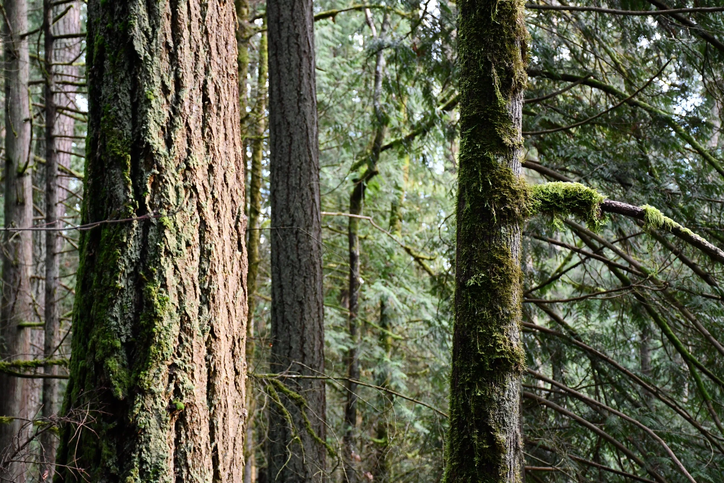 Pacific Northwest Roots Behavior Therapy & Counseling