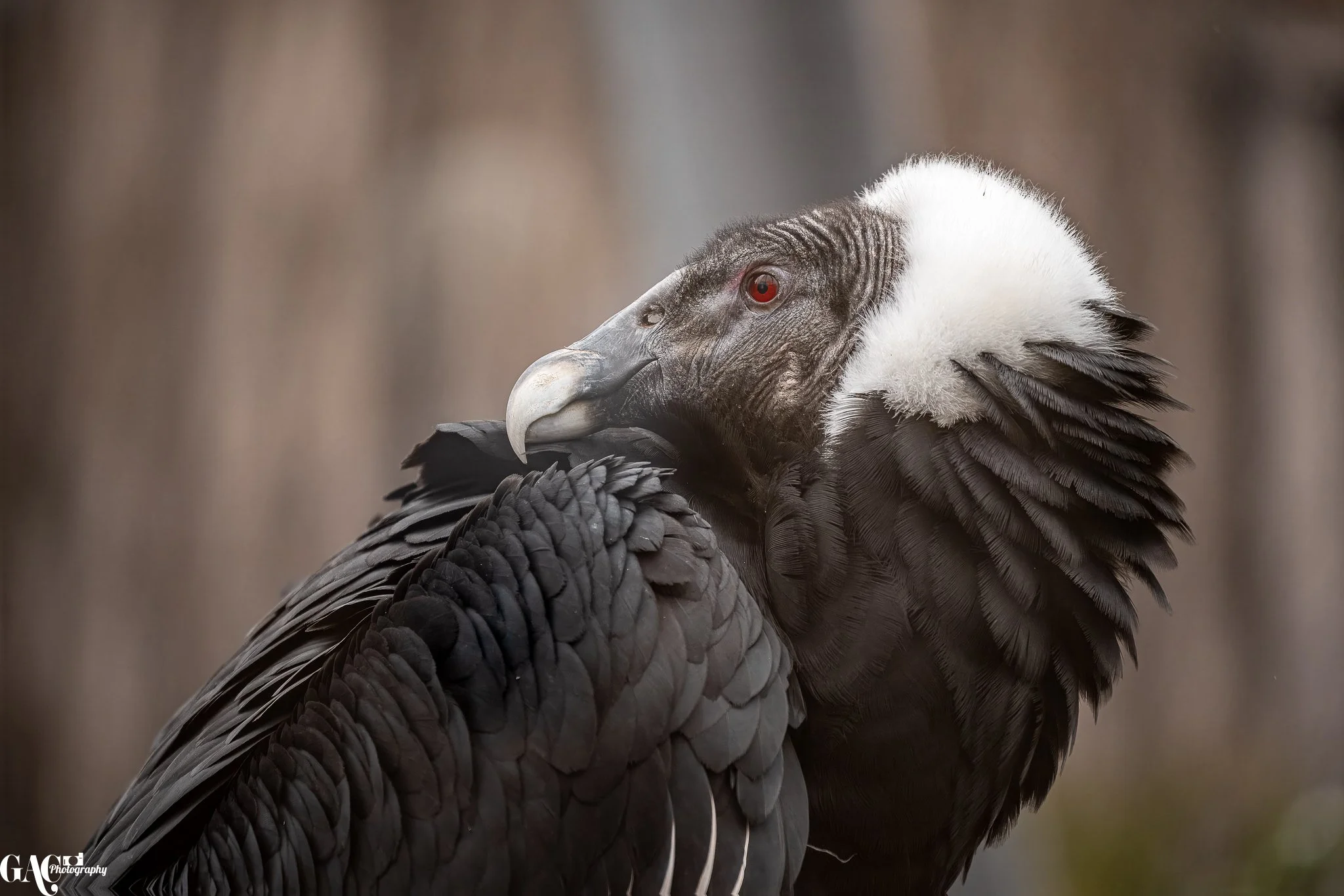 National Aviary Pittsburgh | Explore Wildlife Wonders — GAC Photography