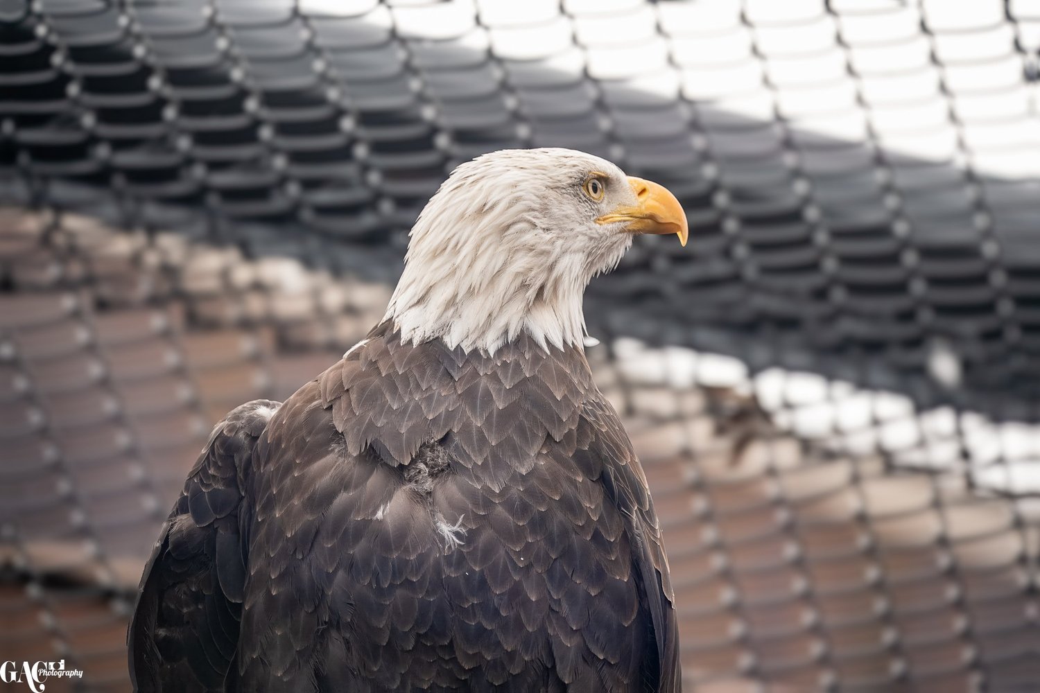 National Aviary Pittsburgh | Explore Wildlife Wonders — GAC Photography