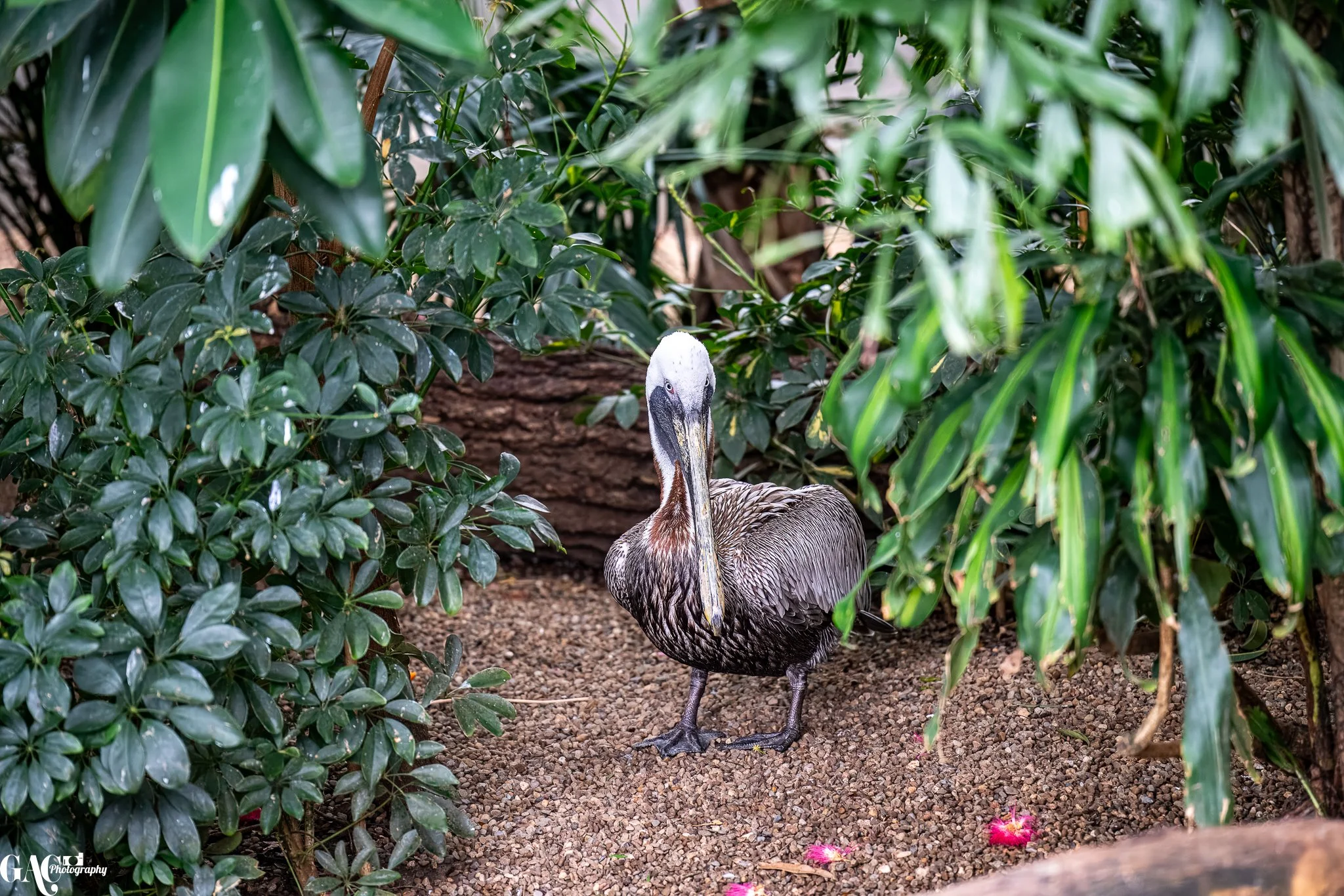 National Aviary Pittsburgh | Explore Wildlife Wonders — GAC Photography