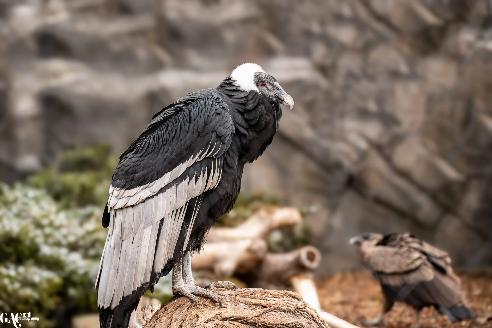 National Aviary Pittsburgh | Explore Wildlife Wonders — GAC Photography