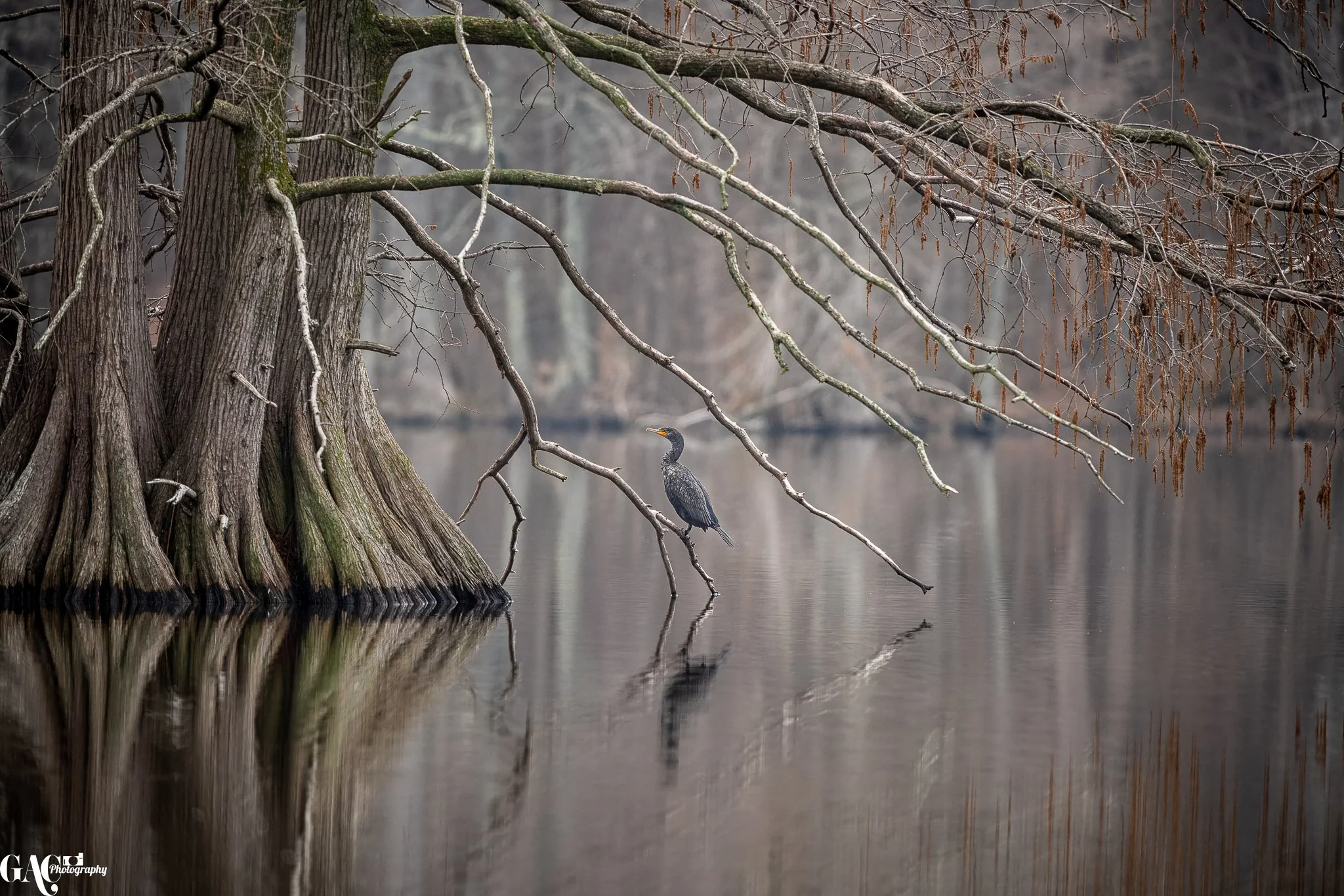 Long Creek | Discover Stunning Photography — GAC Photography
