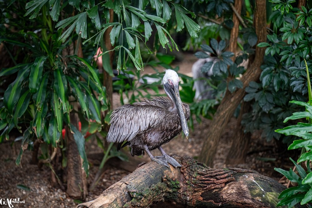National Aviary Pittsburgh | Explore Wildlife Wonders — GAC Photography