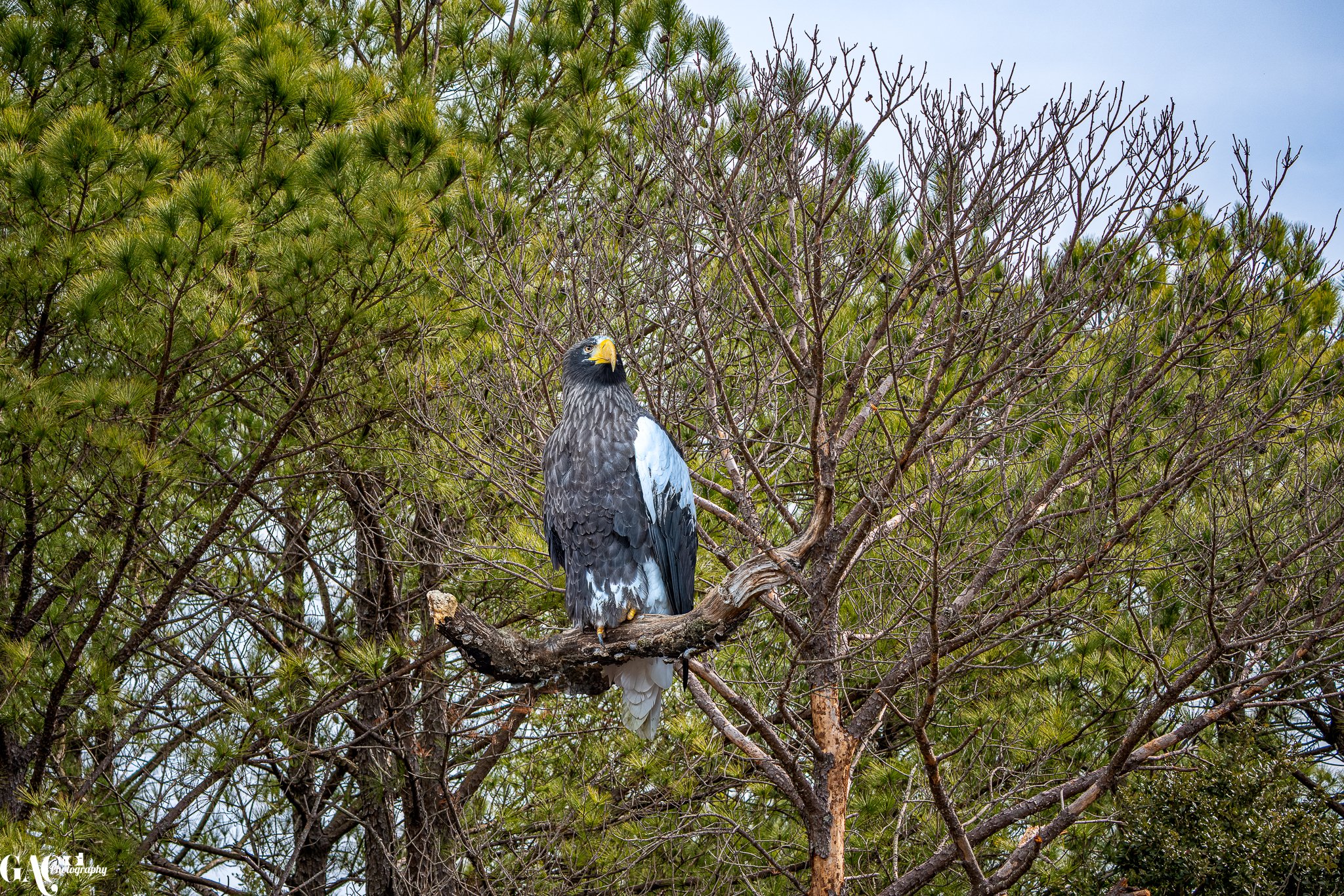 National Aviary Pittsburgh | Explore Wildlife Wonders — GAC Photography