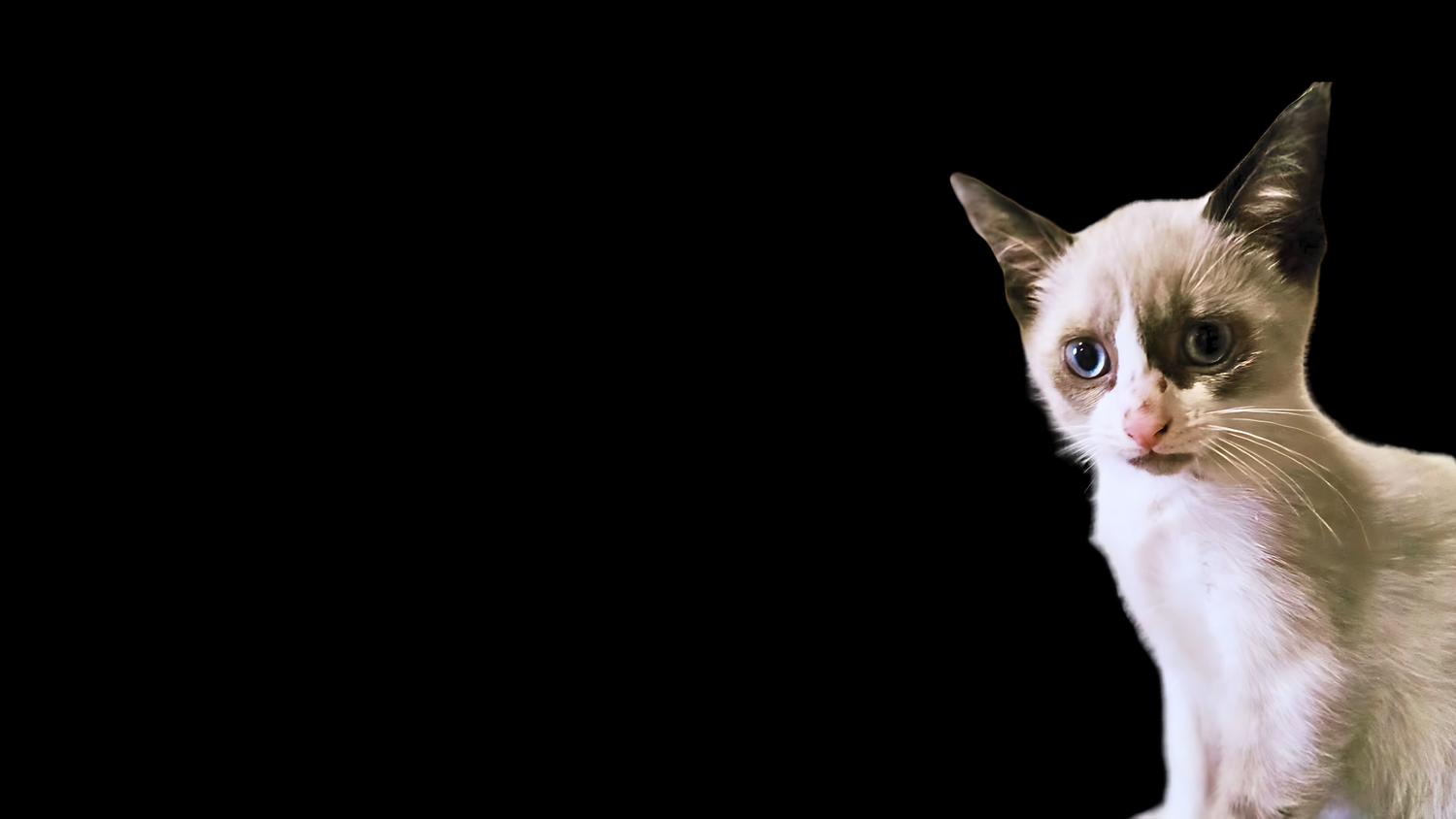 TACC Rescue | Protect | Rescue | Adopt | Repeat