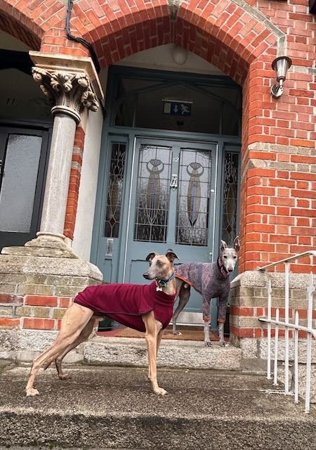 What the Racing Industry Won’t Tell You — The Savvy Sighthound