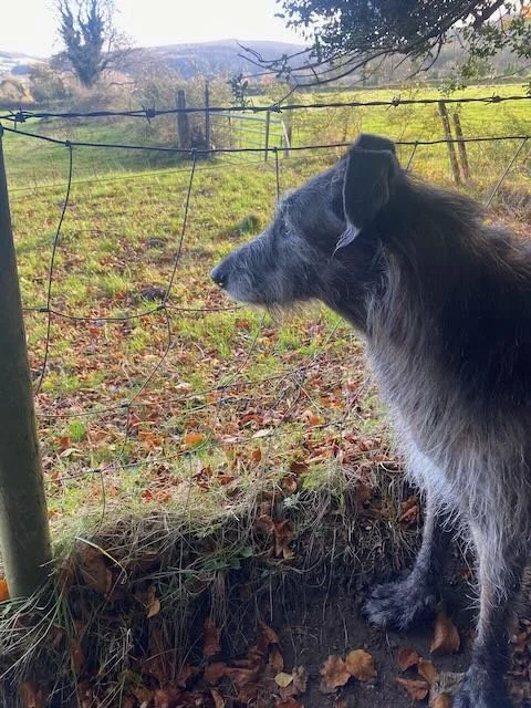 What Are Sighthounds Meet The Fast Elegant Hounds The Savvy