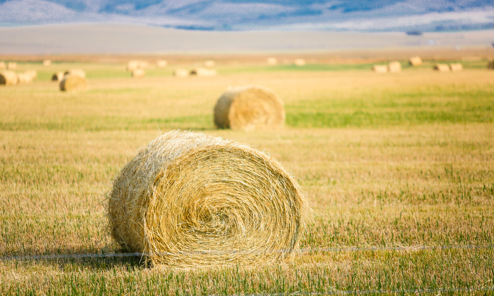 Safe Haven Youth Ranch - Celebrating 20 Years of Serving Families ...