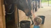 Morning Dove Therapeutic Riding Center