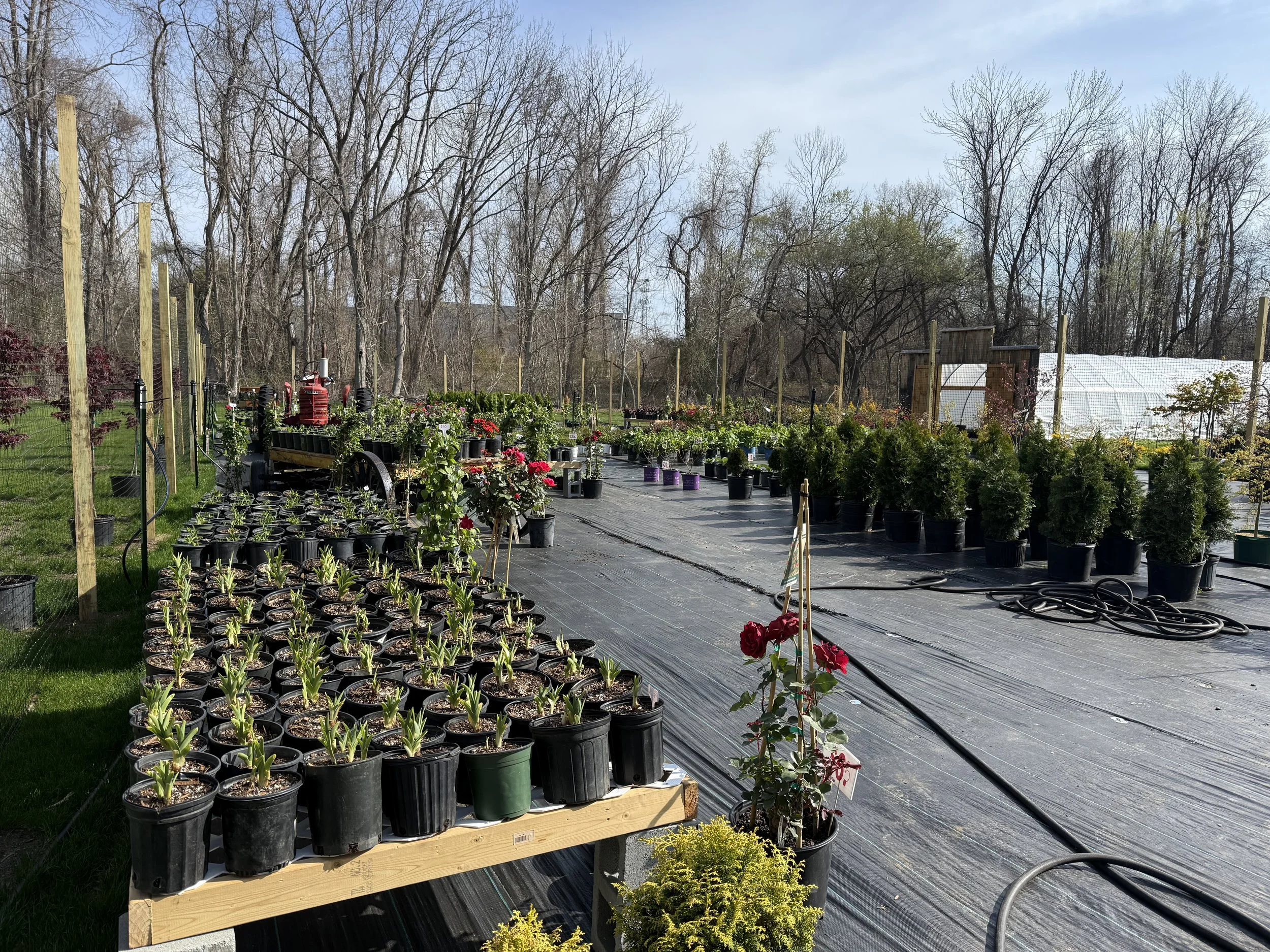 Beechwood Farm | Plant Nursery in Cranston, RI | Shrubs, Trees & Perennials