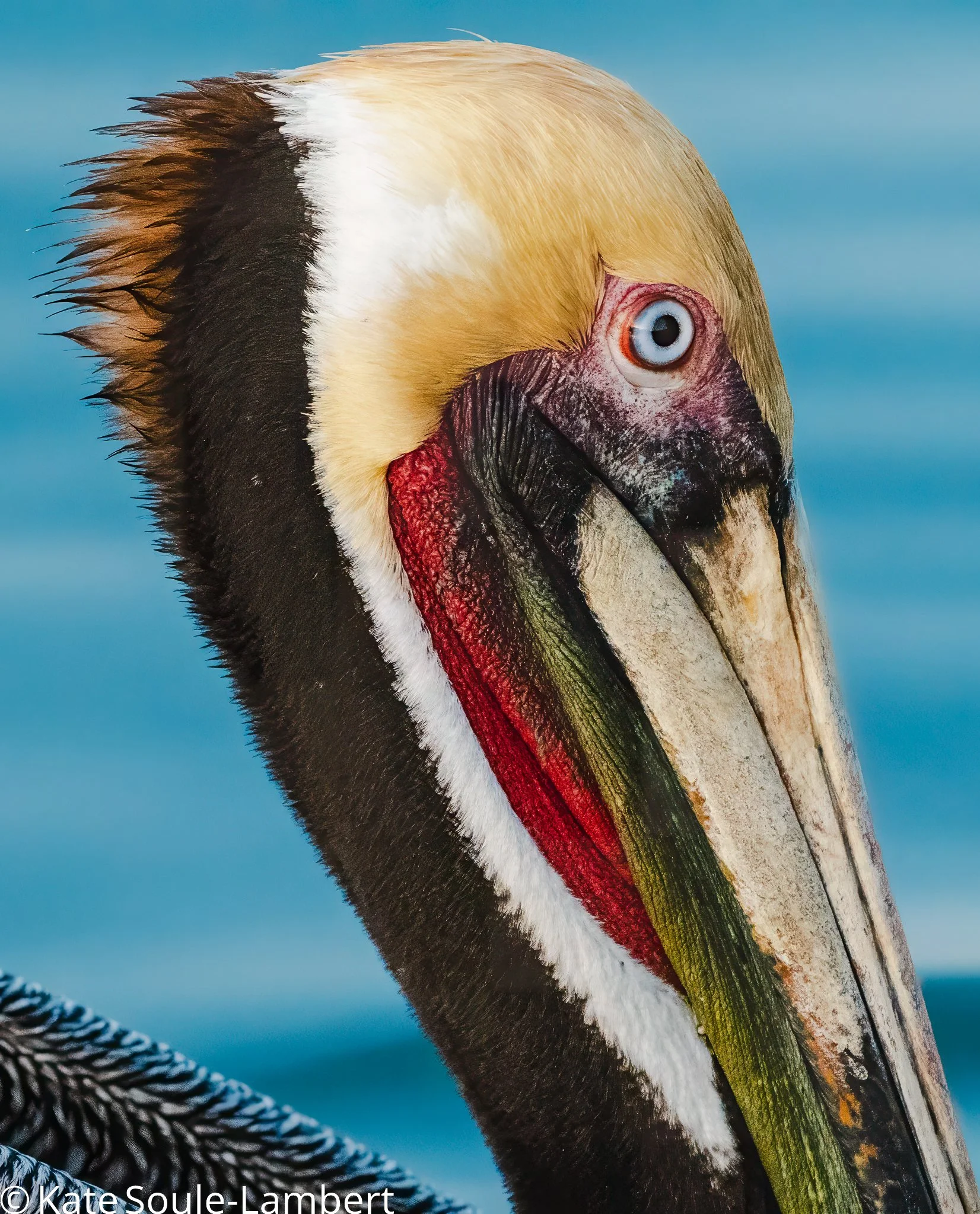 Kate Soule-Lambert Photography | Explore Gallery Now
