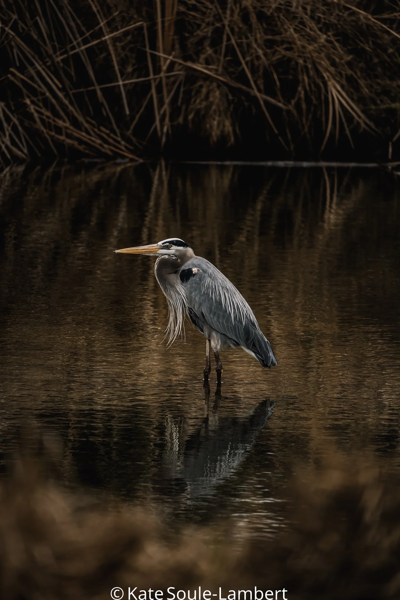 Kate Soule-Lambert Photography | Explore Gallery Now