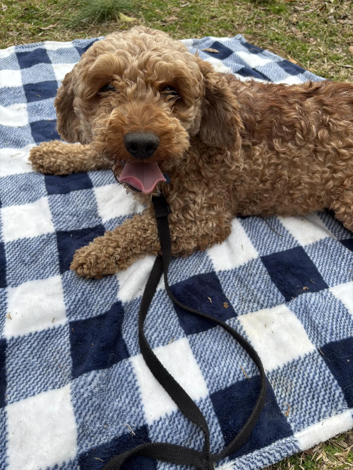 Adopt — Anna's Angel Rescue