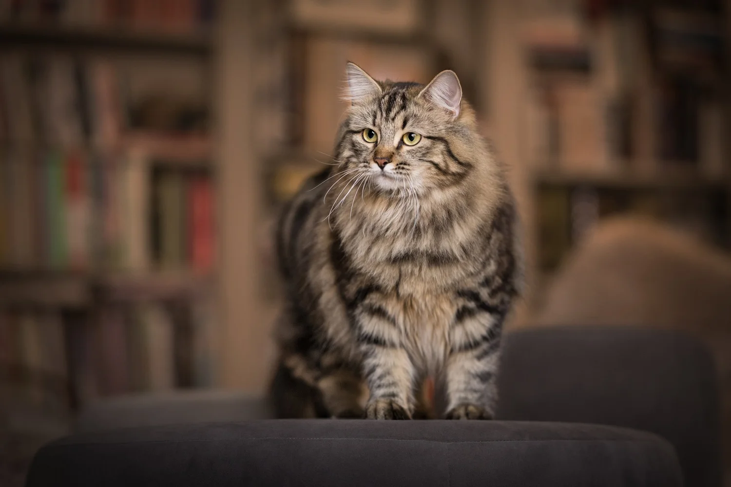 Siberian Cat Breed Guide | Personality, History & Traits — Ammorina ...