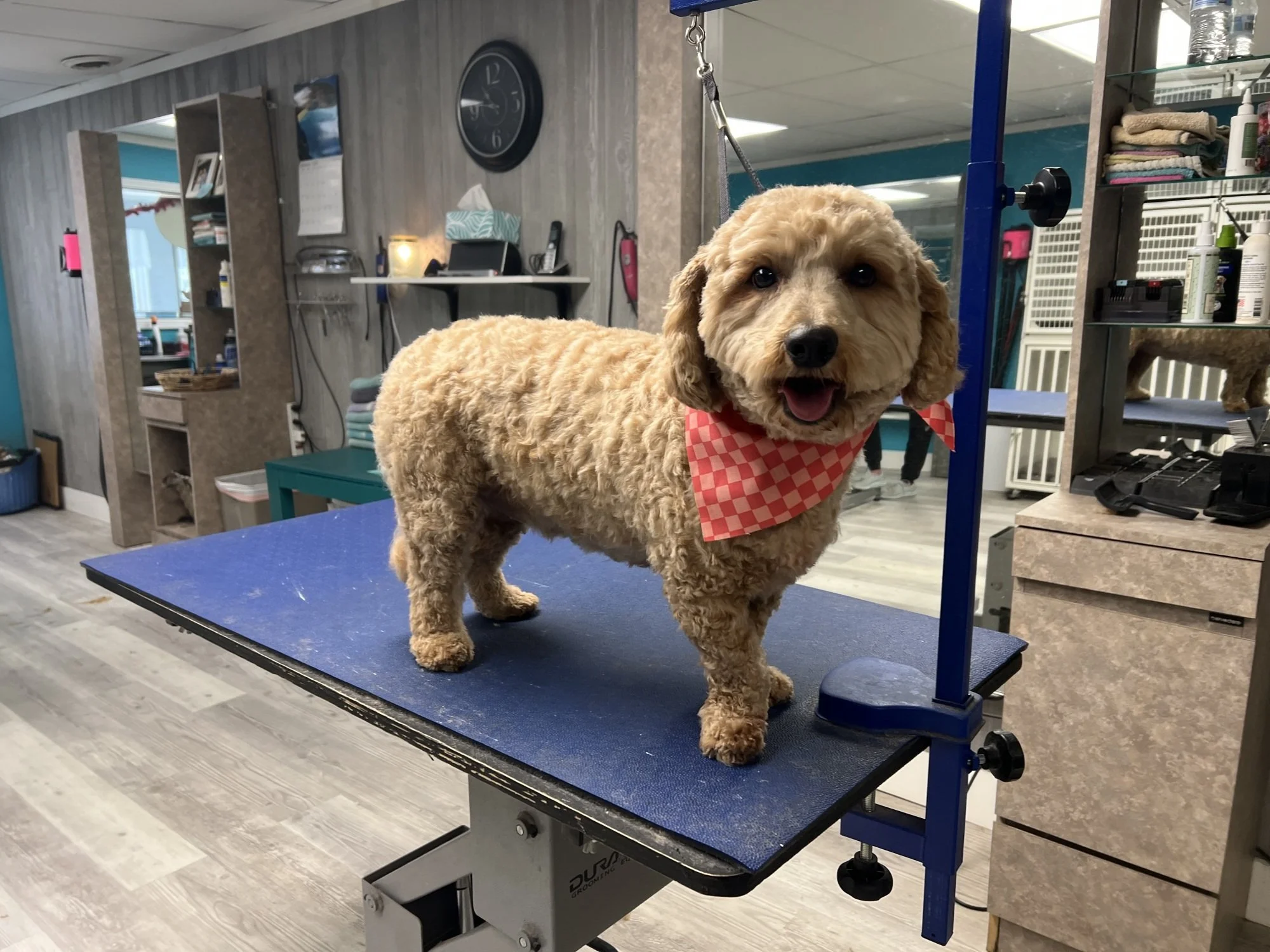 Grooming — Pampered Paws Grooming and Boarding