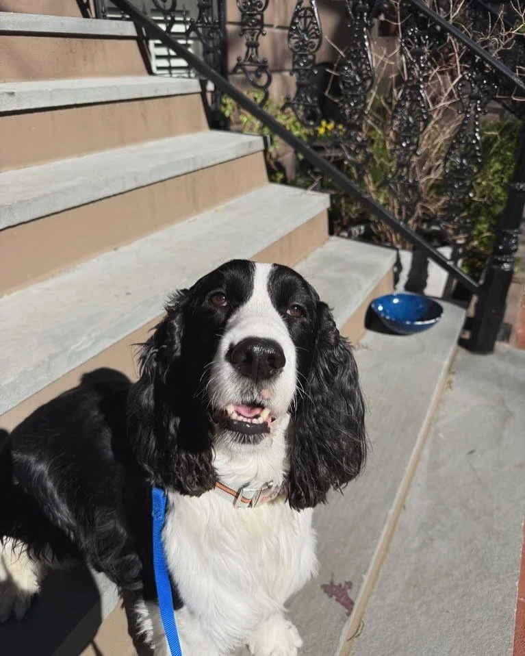 Boston Dog Butlers | Experience Trusted Dog Care Today