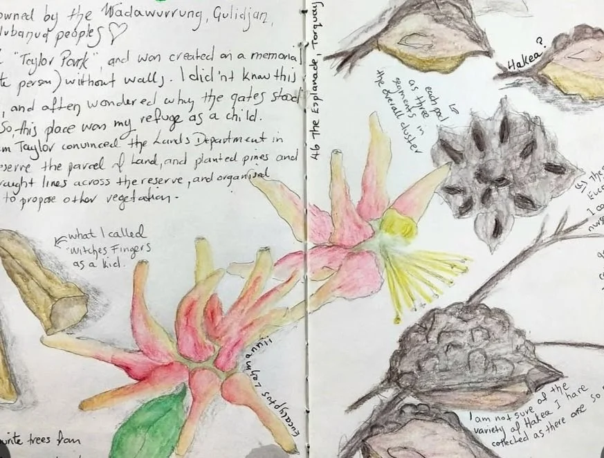EarthLines Nature Journaling - sketch, write, wonder - Nature Awaits ...