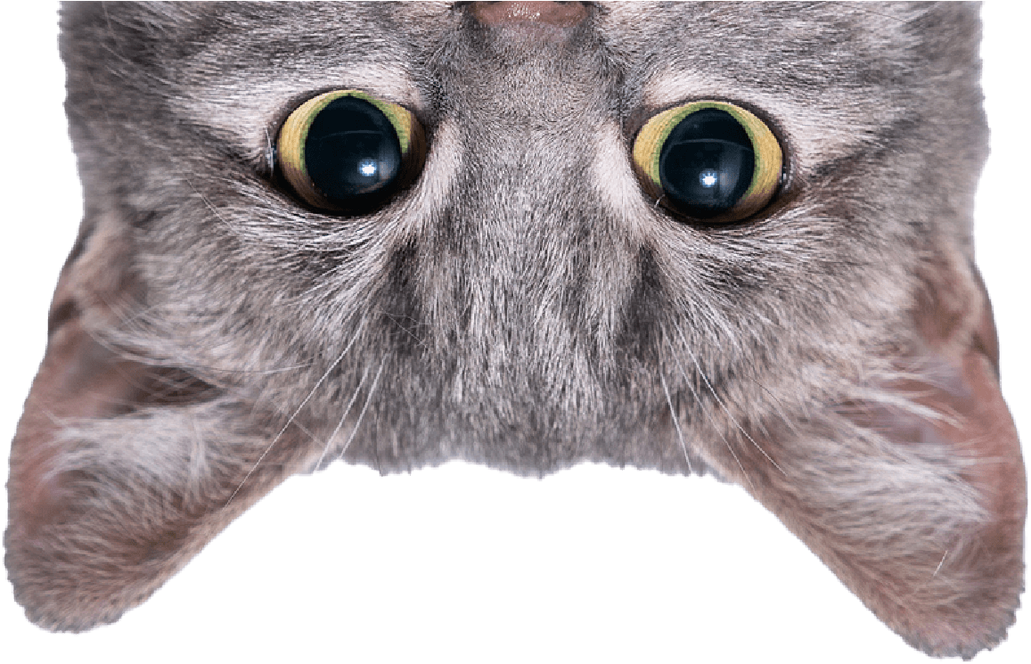 Holland Cat Cove