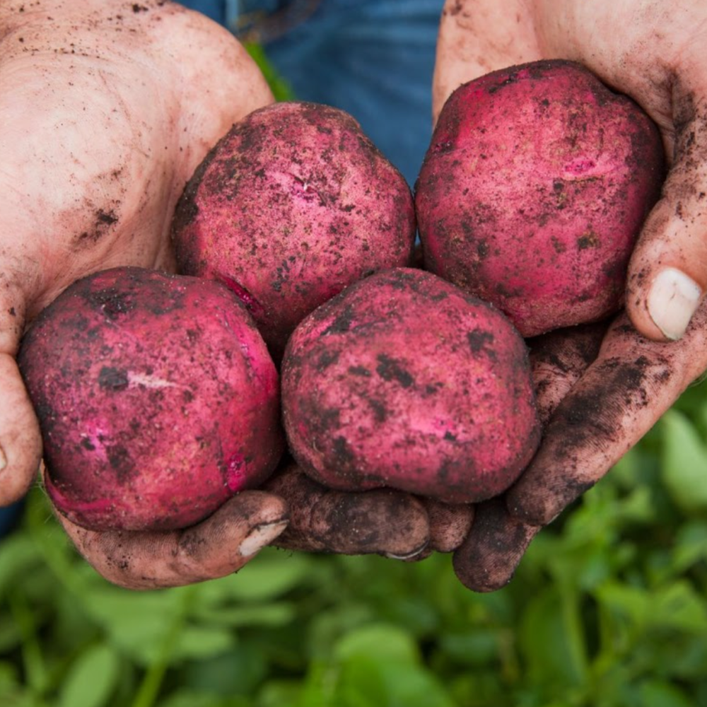 Gumz Farms | Discover Fresh, Local Produce — Shop Now