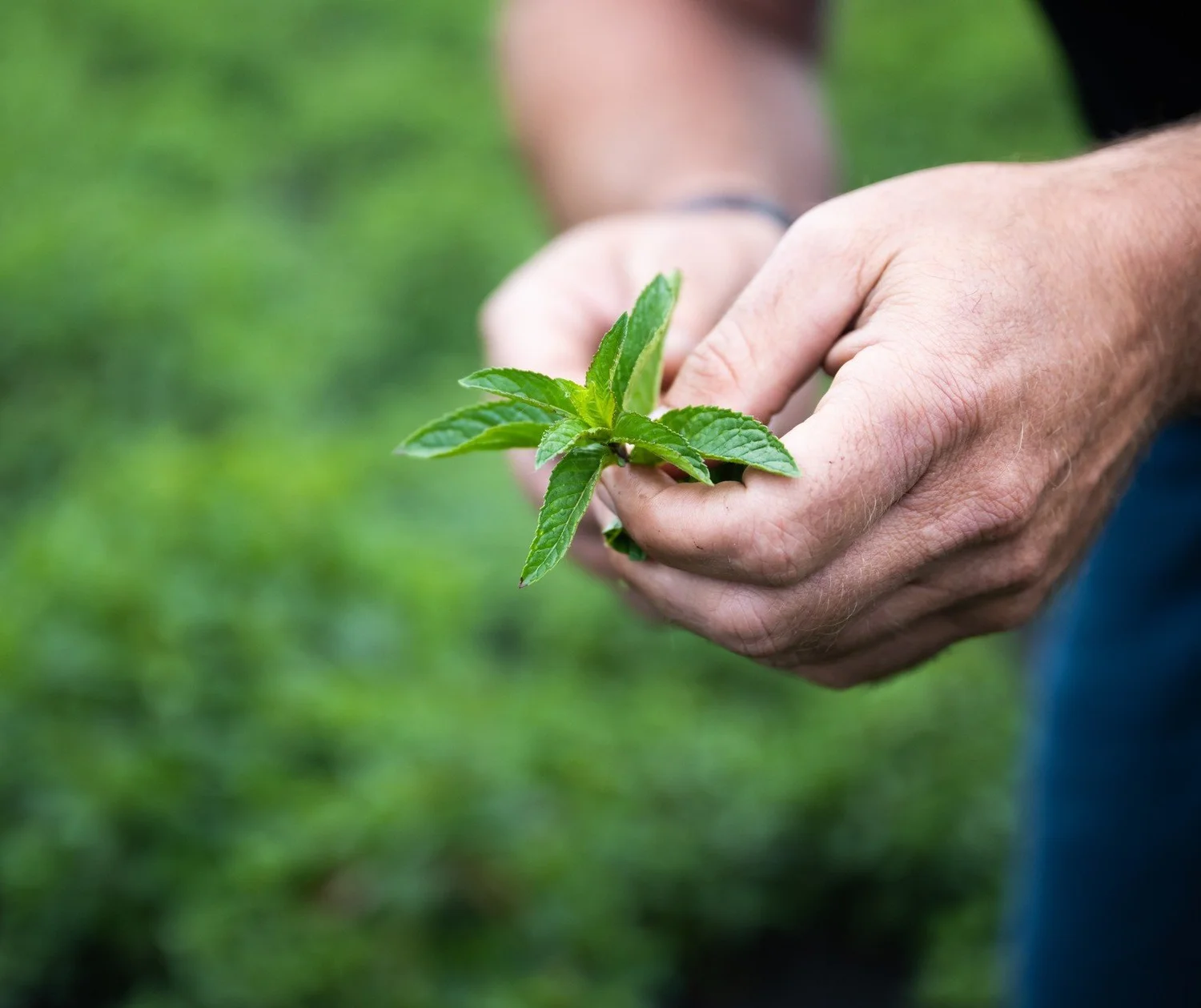 Gumz Farms | Discover Fresh, Local Produce — Shop Now