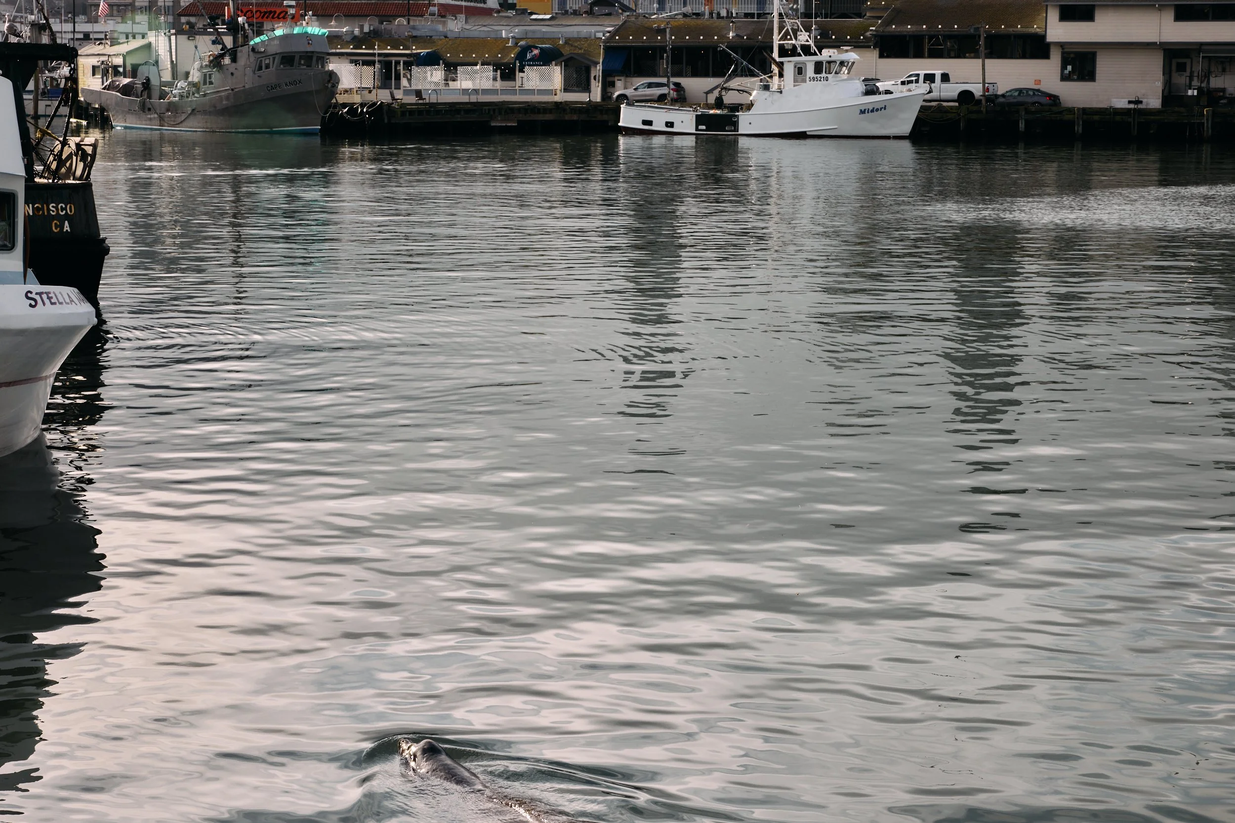 Nopa Fish Market | West Coast Fish Market and Seafood Kitchen