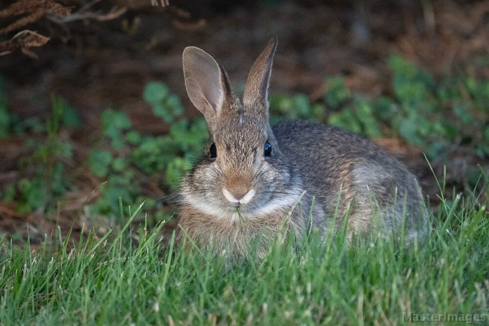 Eastern Cottontail — Snapshot NY