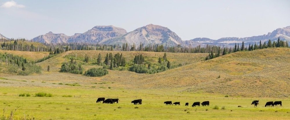 About | Discover Wyoming Livestock Insights — Wyoming Stock Growers ...