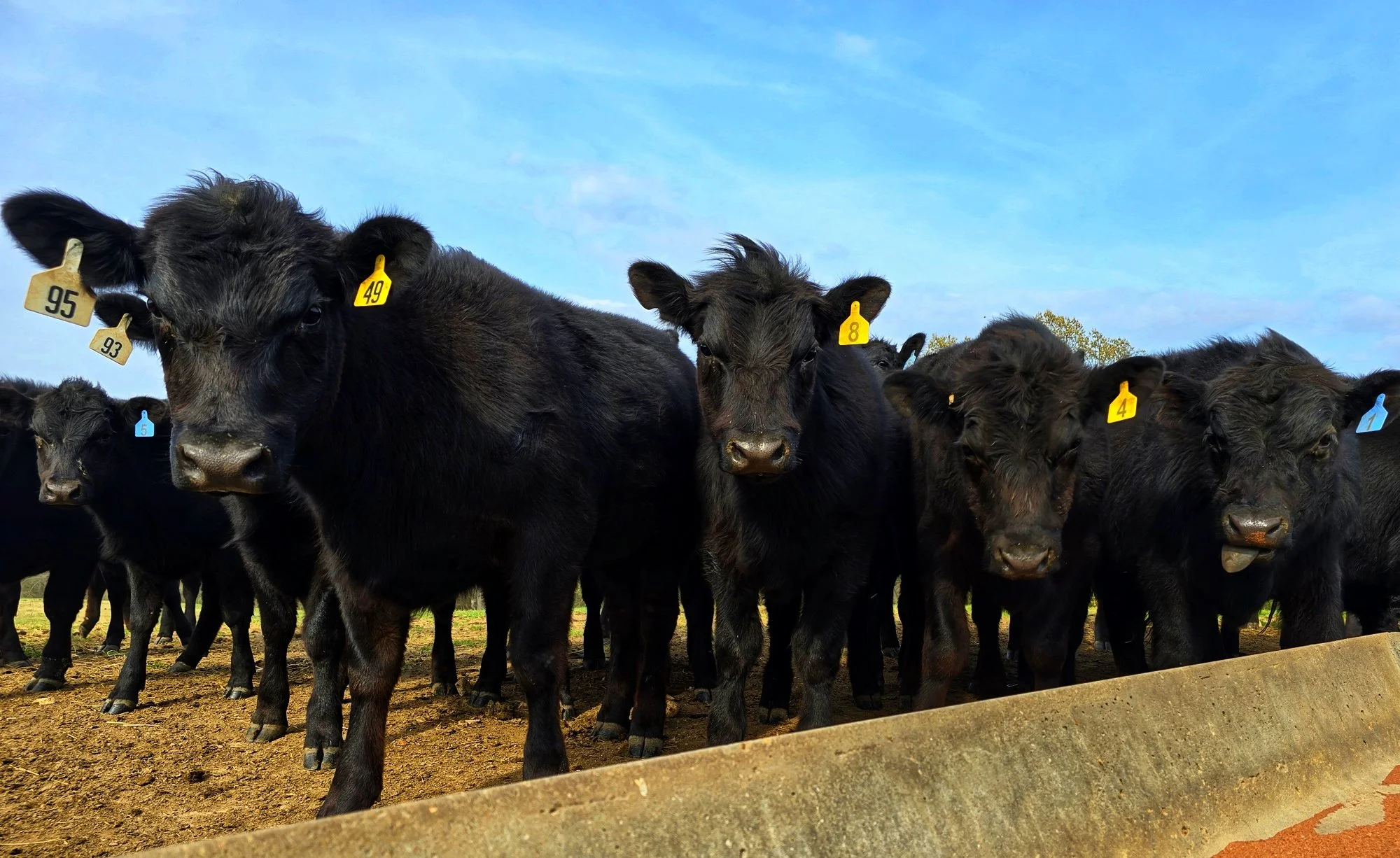 Bear Creek Meats & More | Grass-Fed Beef, Produce & Baked Goods ...