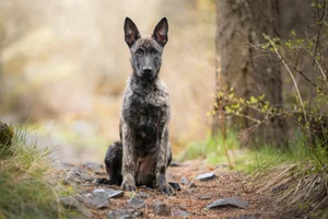 Coat Color Geneticsin the Dutch Shepherd | Explore Genetics Today ...