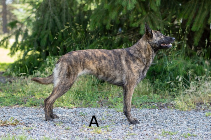 Coat Color Geneticsin the Dutch Shepherd | Explore Genetics Today ...