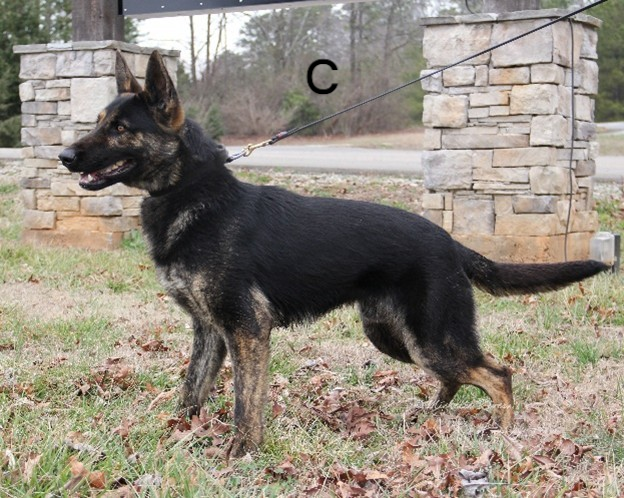 Coat Color Geneticsin the Dutch Shepherd | Explore Genetics Today ...