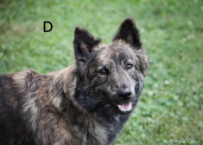 Coat Color Geneticsin the Dutch Shepherd | Explore Genetics Today ...