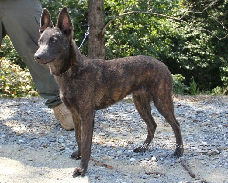 Coat Color Geneticsin the Dutch Shepherd | Explore Genetics Today ...