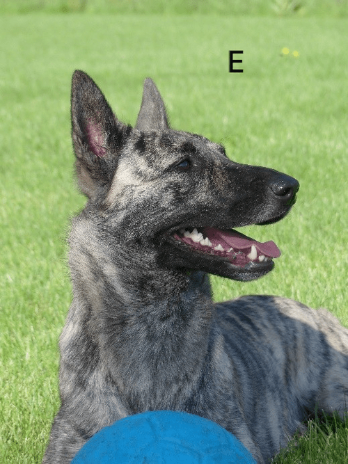 Coat Color Geneticsin the Dutch Shepherd | Explore Genetics Today ...