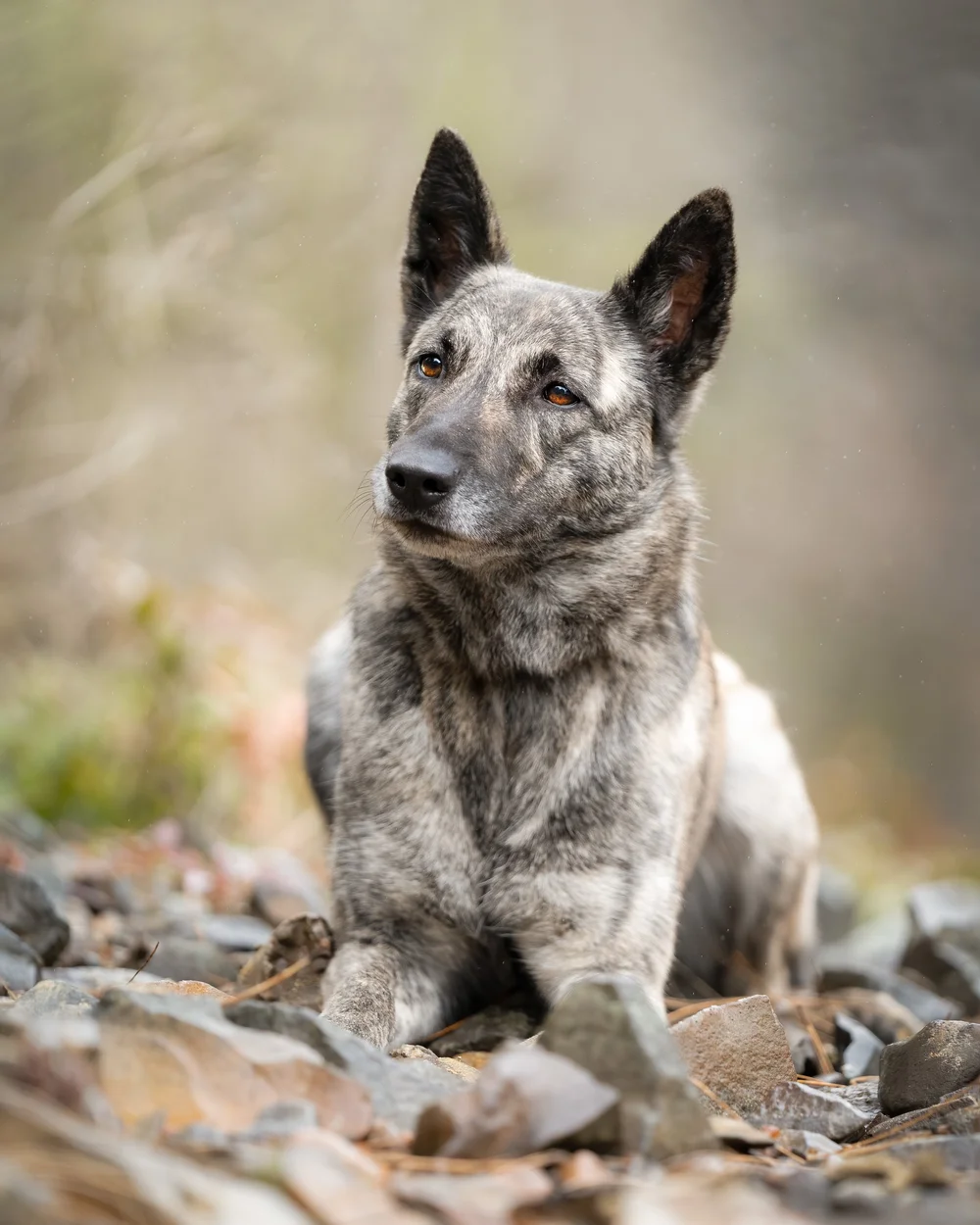 Coat Color Geneticsin the Dutch Shepherd | Explore Genetics Today ...