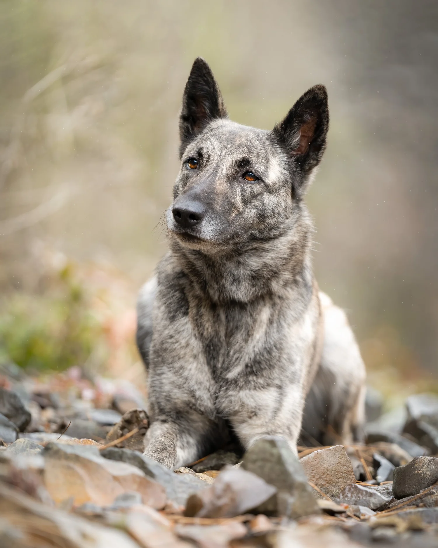 Coat Color Geneticsin the Dutch Shepherd | Explore Genetics Today ...