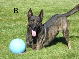 Coat Color Geneticsin the Dutch Shepherd | Explore Genetics Today ...