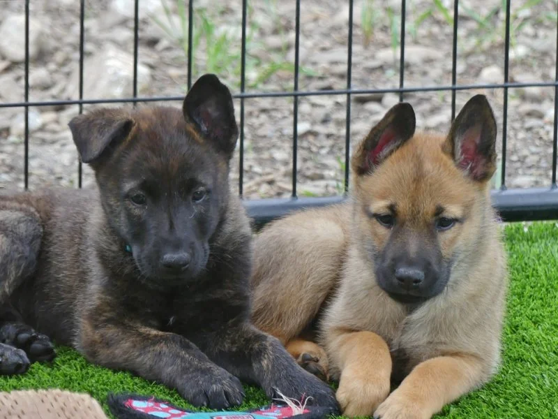 Coat Color Geneticsin the Dutch Shepherd | Explore Genetics Today ...
