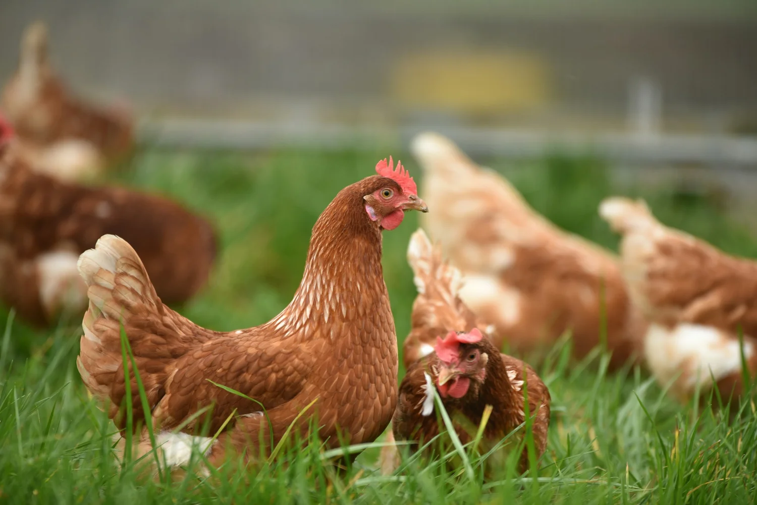 Desert Oasis Farmstead | Discover Fresh Local Products Today